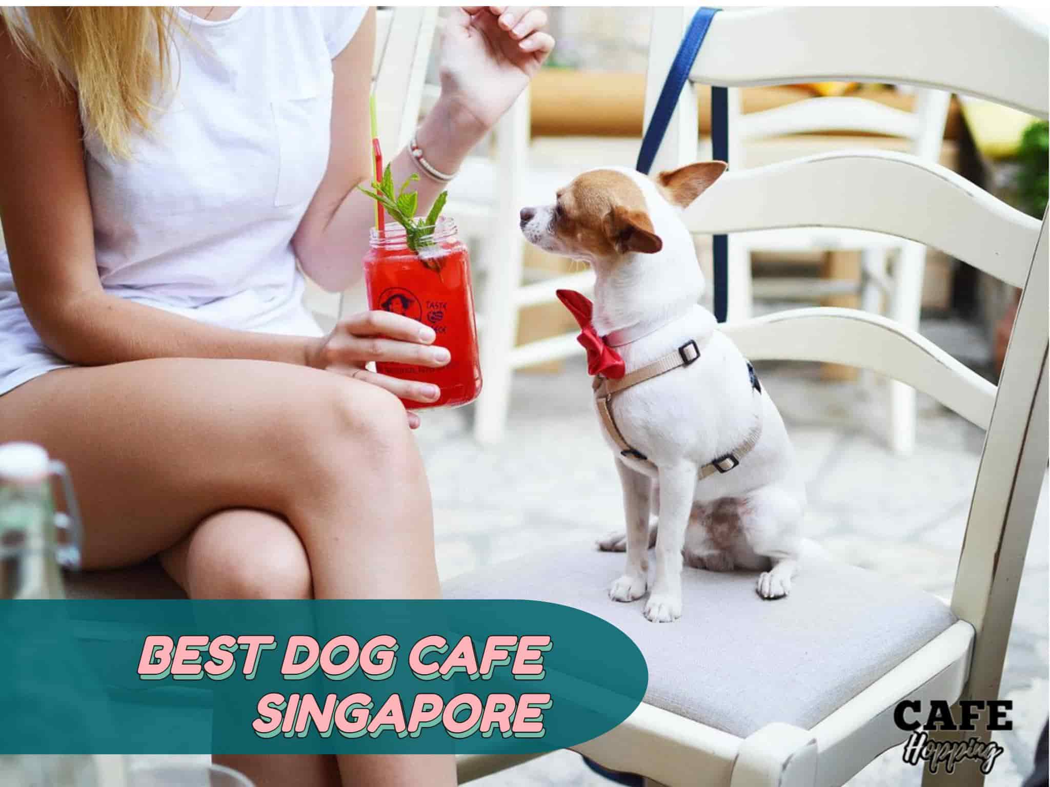 Best Dog Cafe Singapore 2022 | Dog Petting and Dog Friendly Cafes